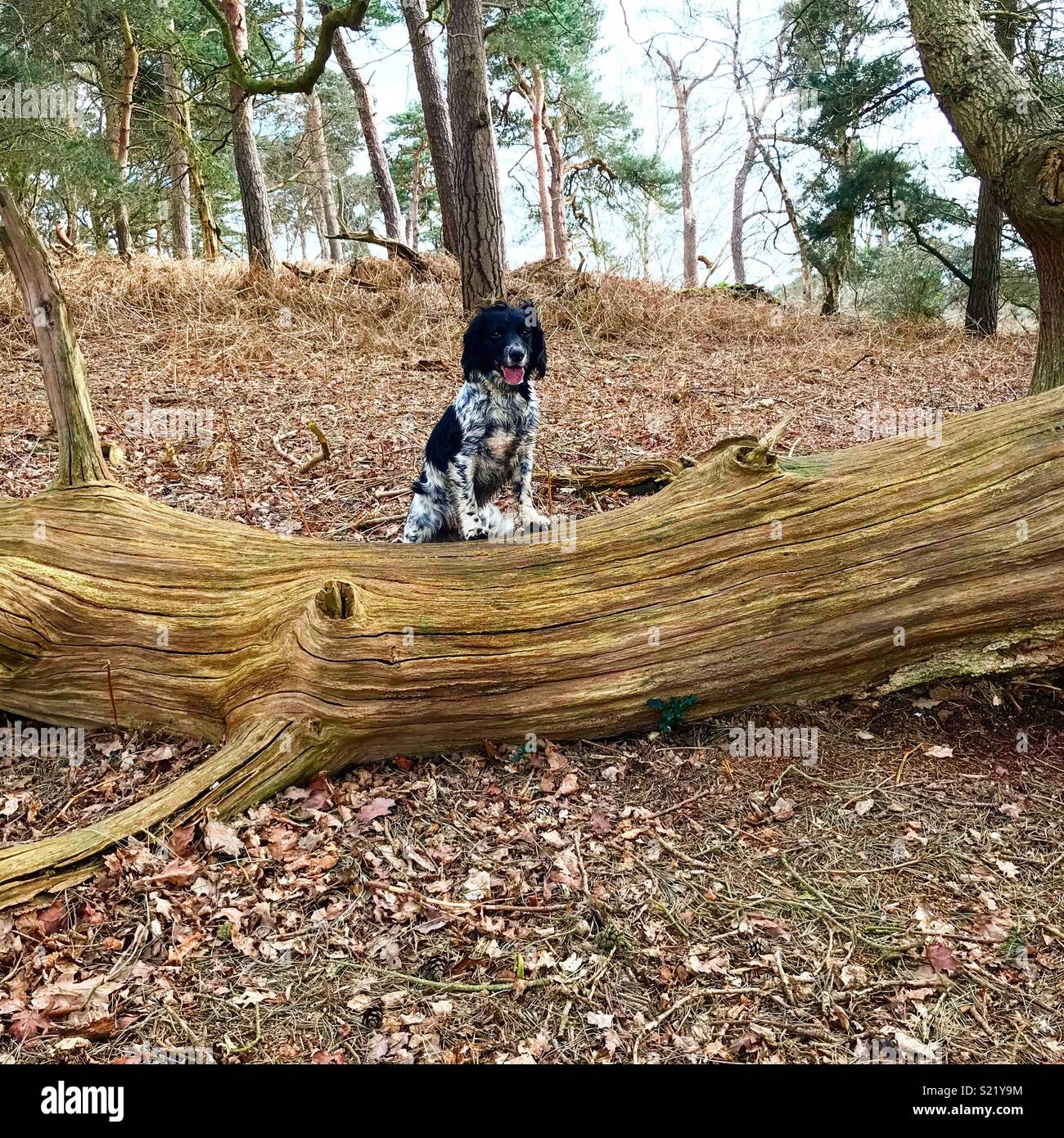 Dog spaniel wood hi-res stock photography and images - Alamy