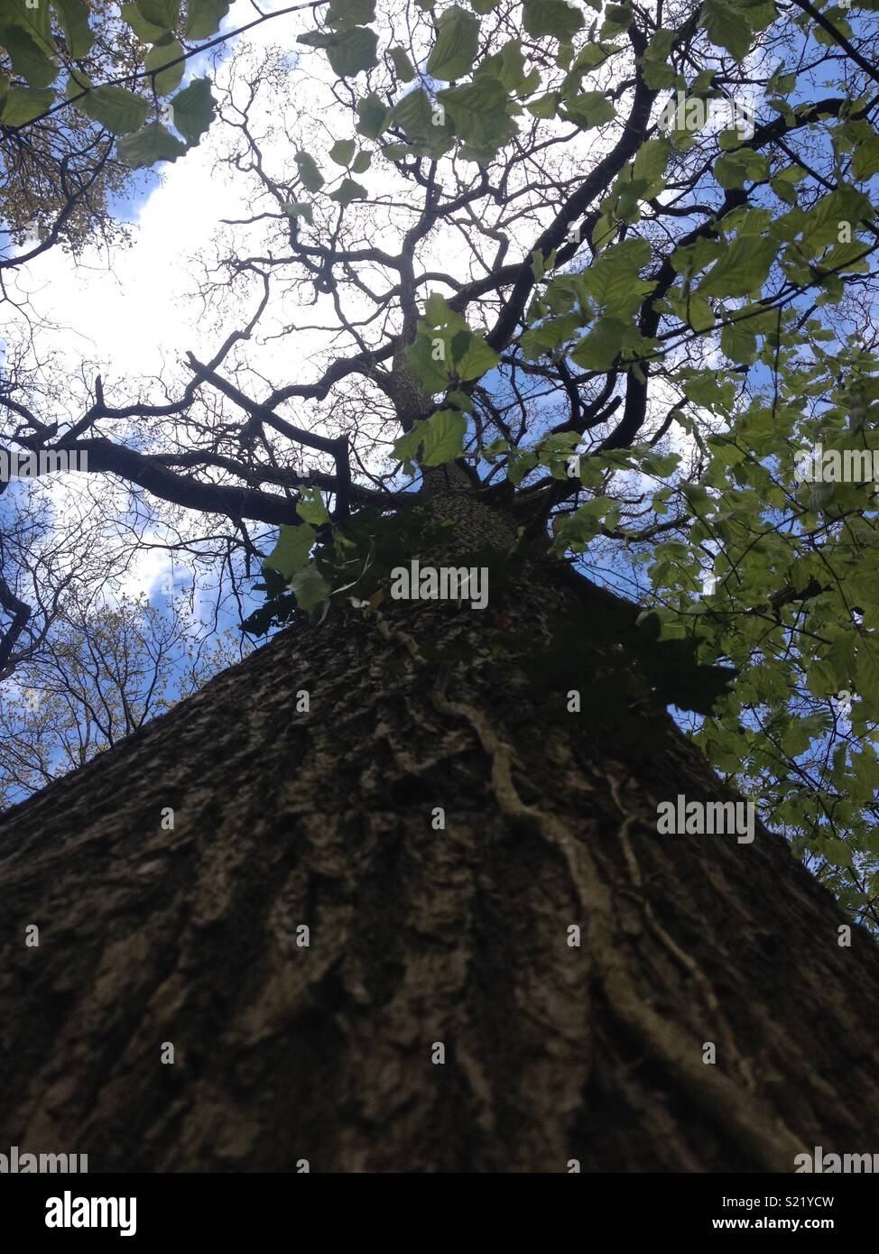 Oaky hi-res stock photography and images - Alamy