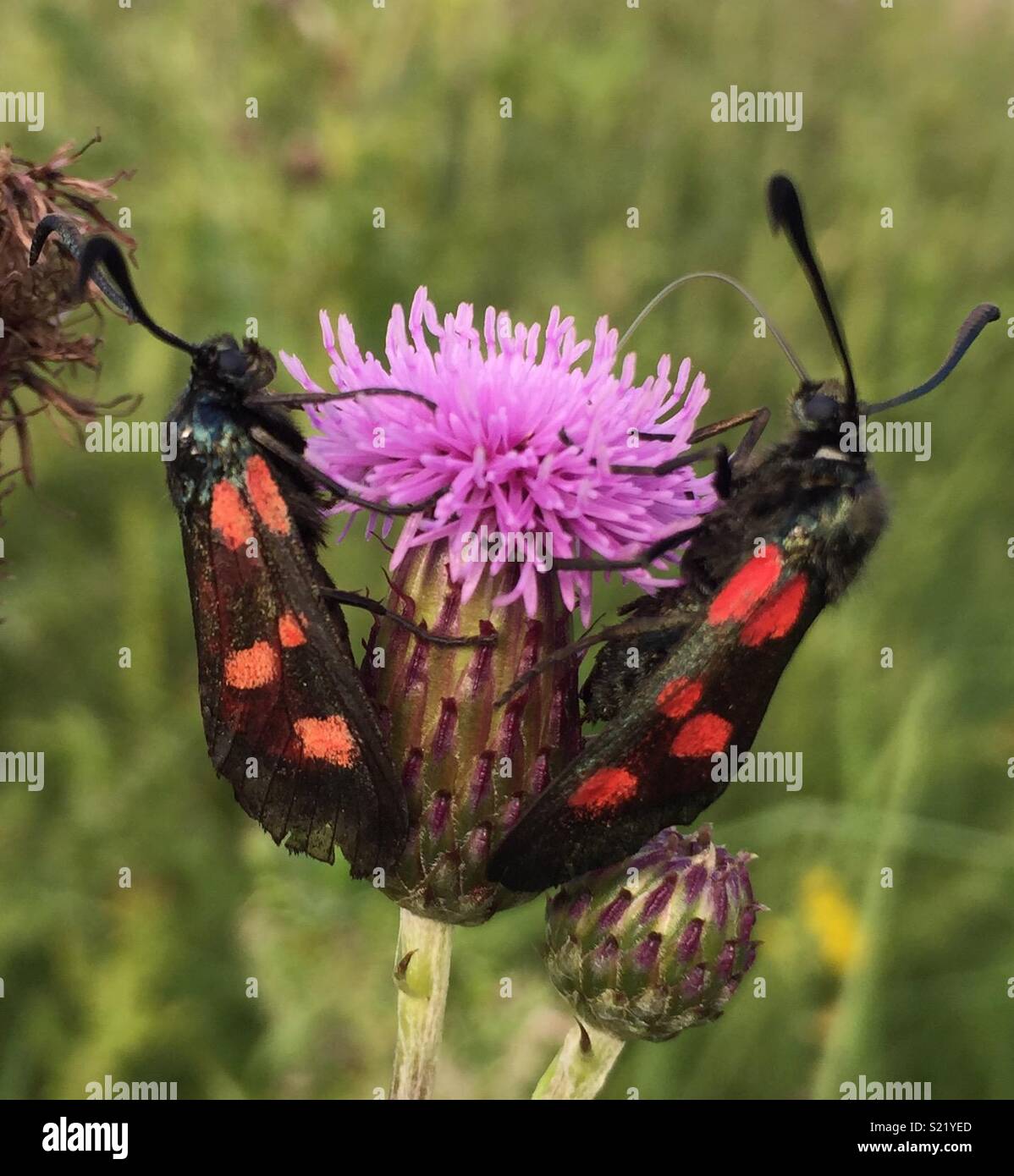 Moths of britain hi-res stock photography and images - Alamy