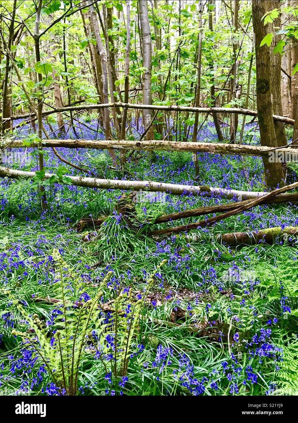 Brede hi-res stock photography and images - Alamy