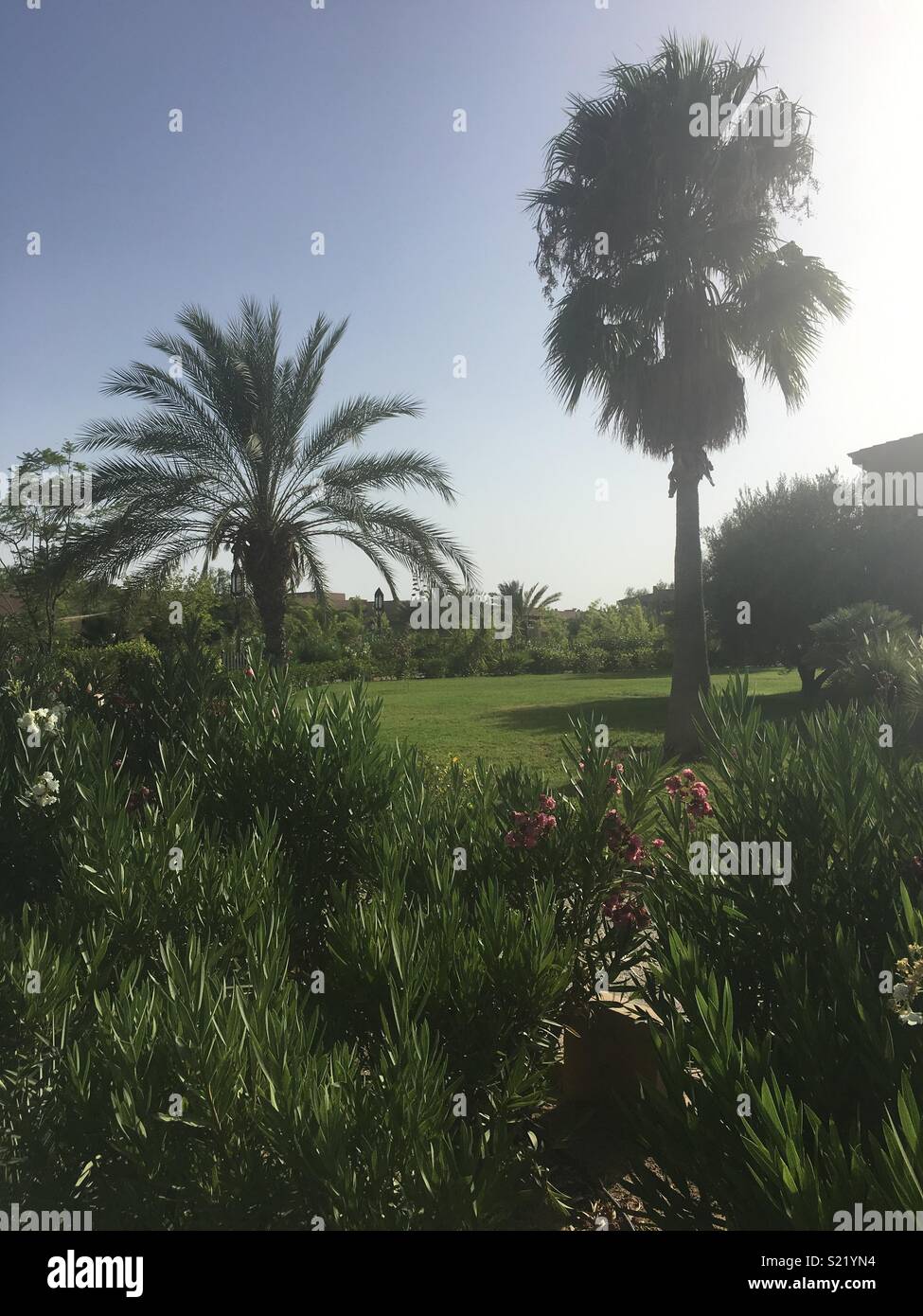 Sun tree hi-res stock photography and images - Alamy