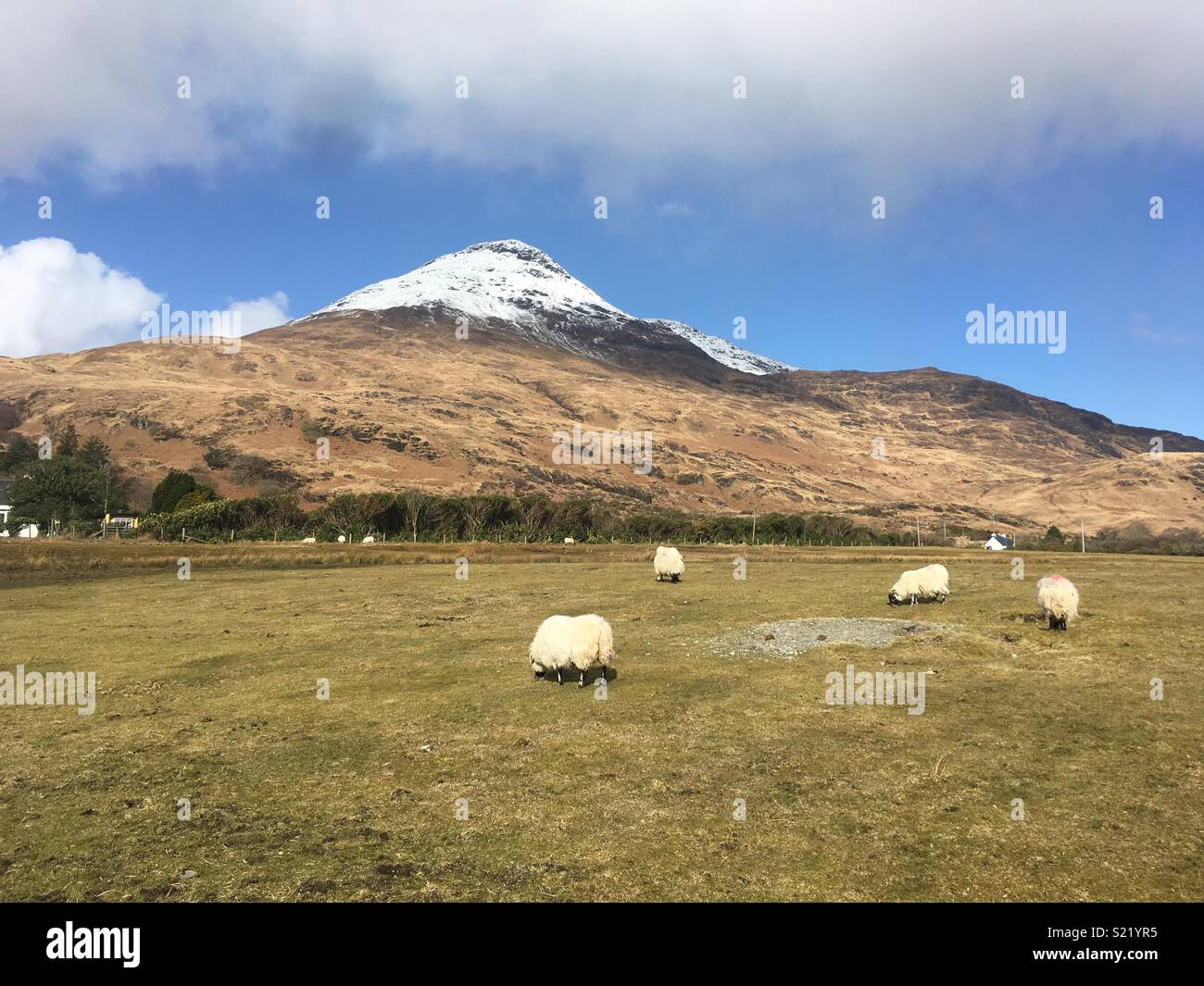 Sheepish hi-res stock photography and images - Alamy