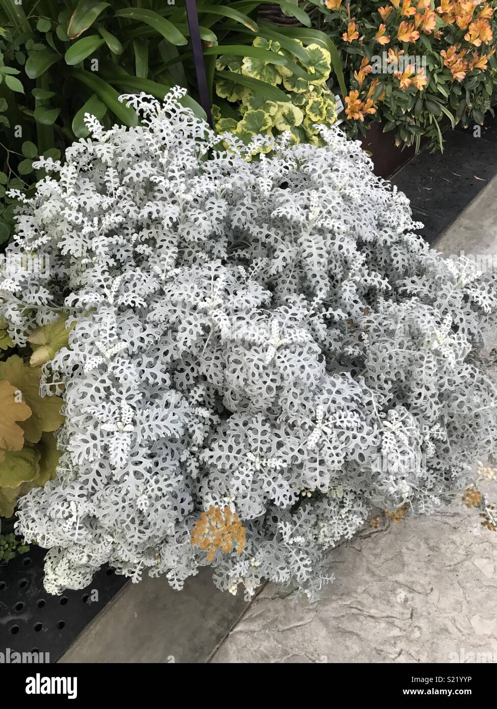 Special Seed, Pakistan Stock Photo - Alamy