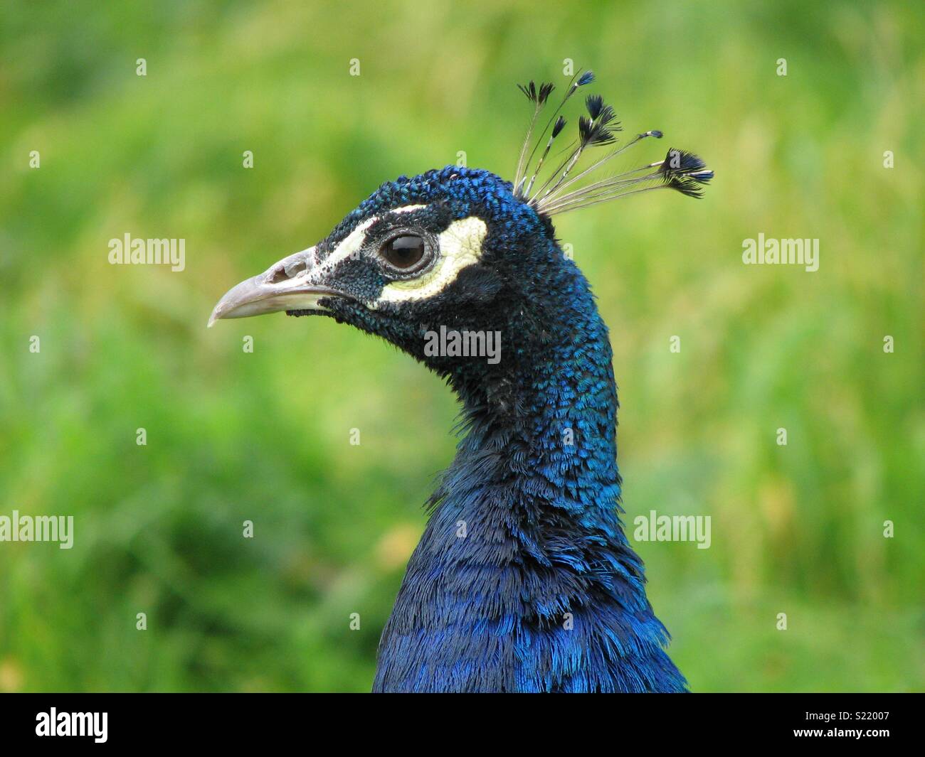 Peacock profile hi-res stock photography and images - Alamy