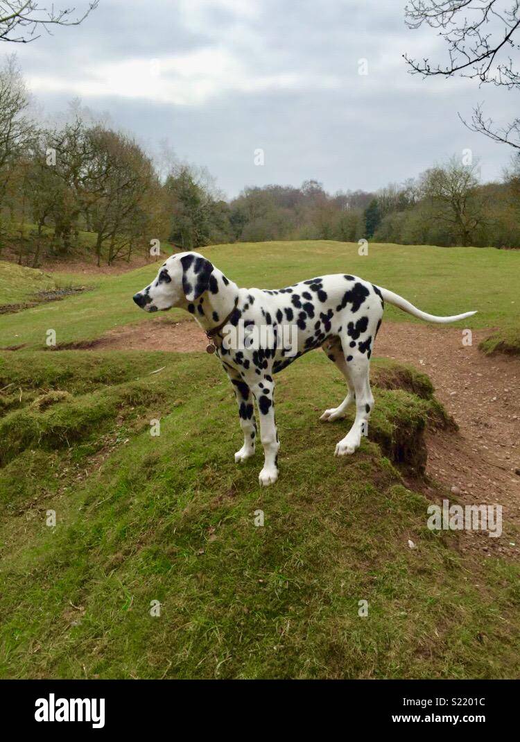 Dalmatian spots hi-res stock photography and images - Alamy