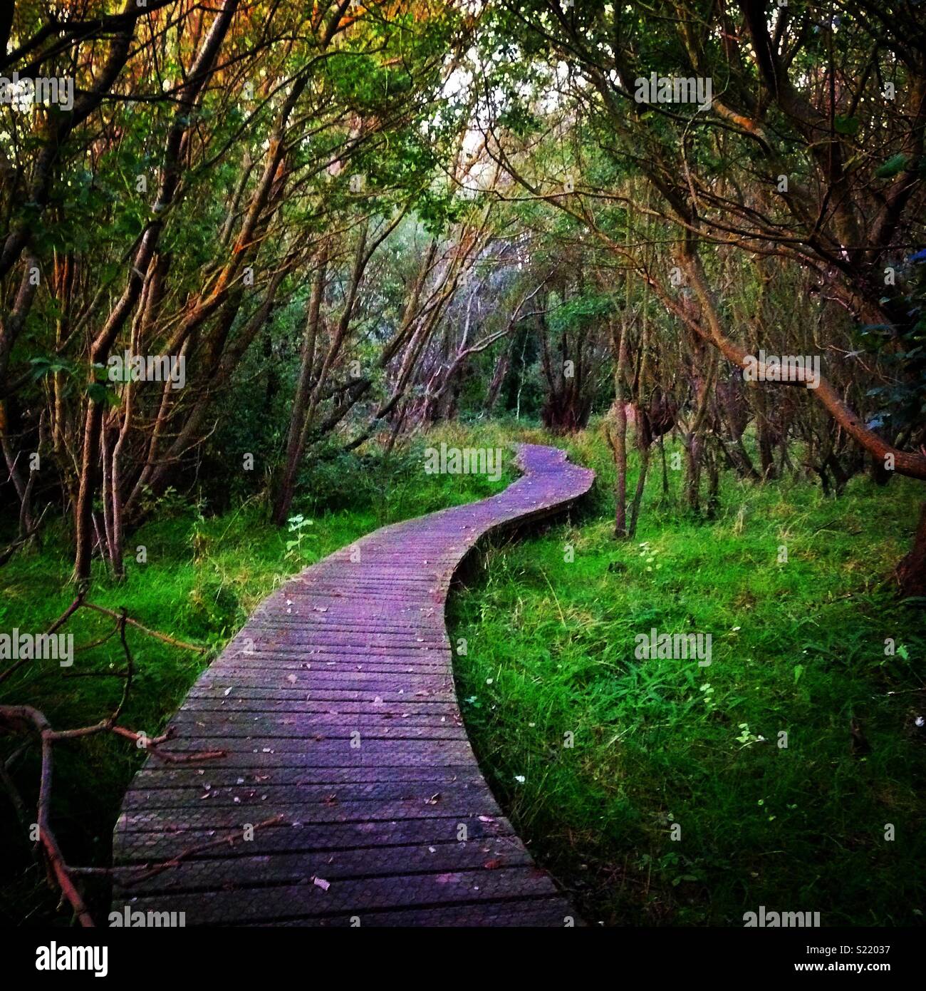 Path through forest Stock Photo - Alamy