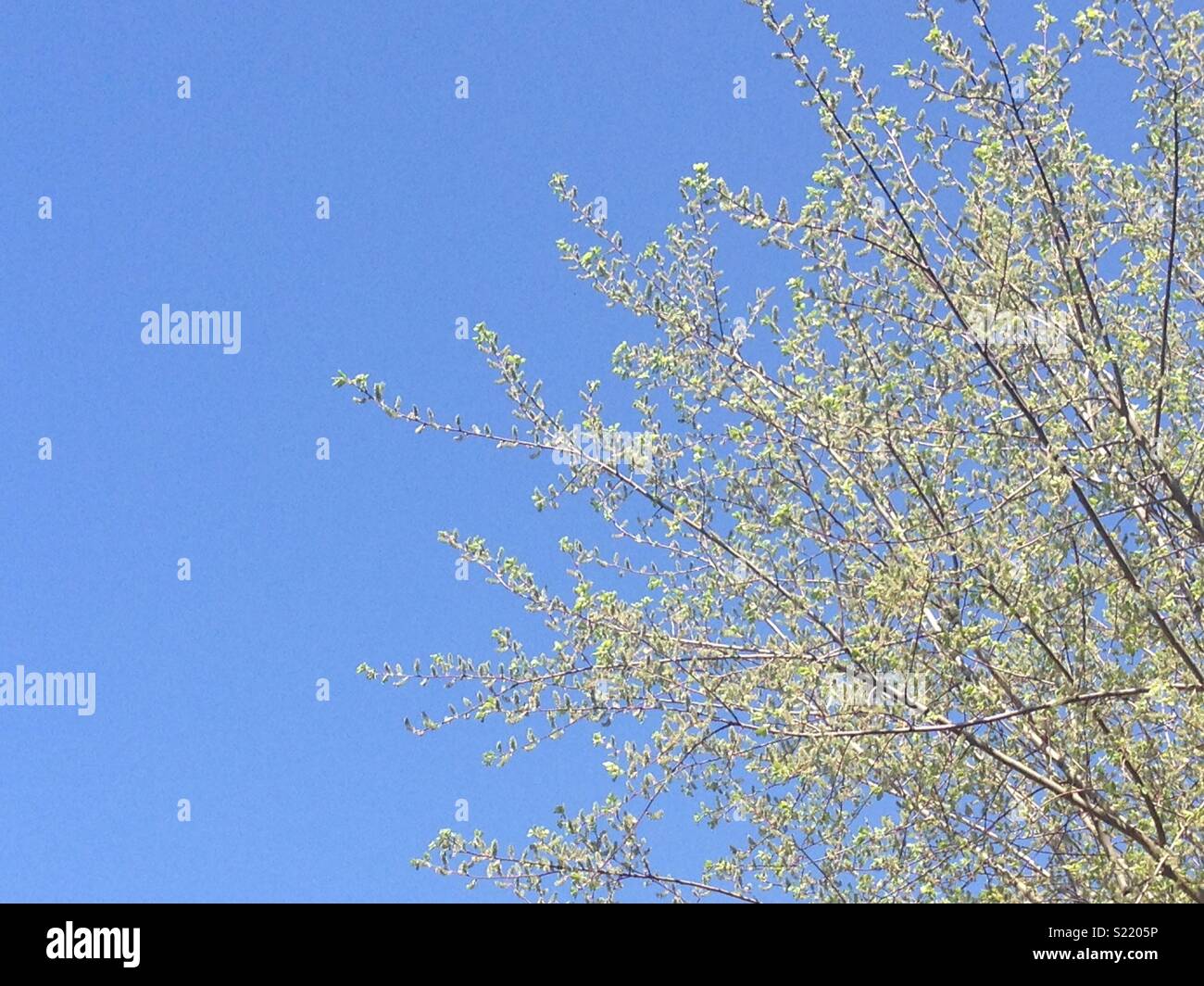 Tree against blue sky Stock Photo - Alamy