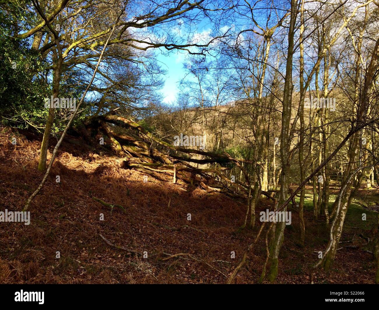 Quantocks hi-res stock photography and images - Alamy