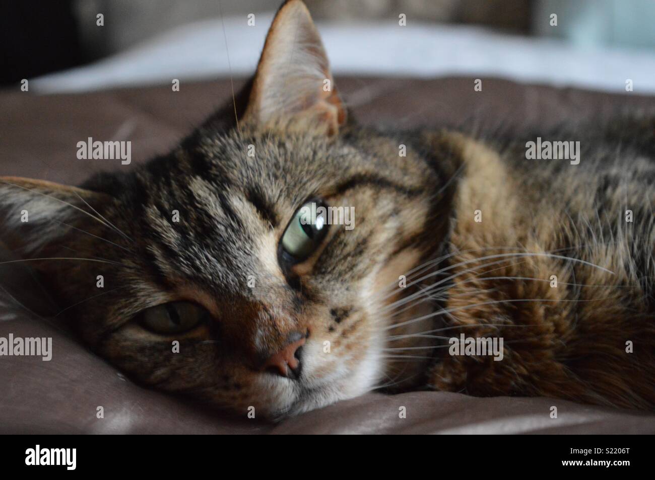 Cat napping on bed Stock Photo - Alamy