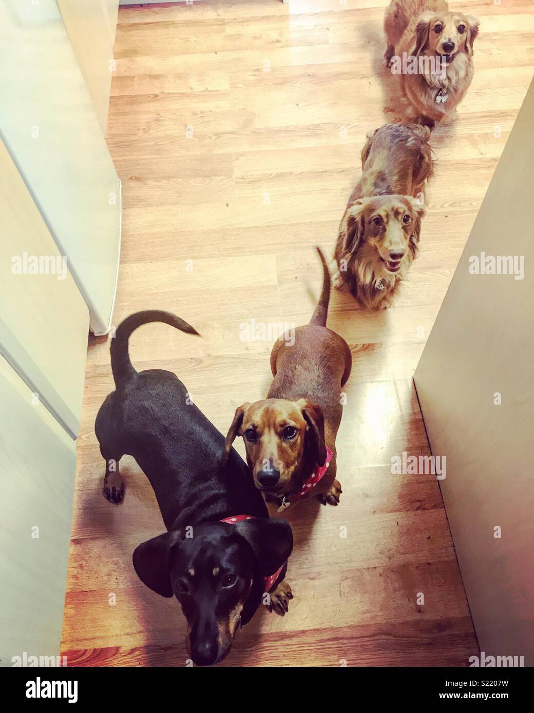 A pack of sausage (dogs Stock Photo - Alamy