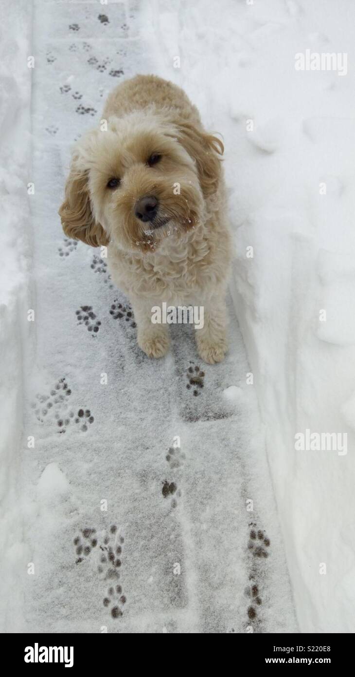 Snowy paw prints made by Cockapoo Stock Photo - Alamy