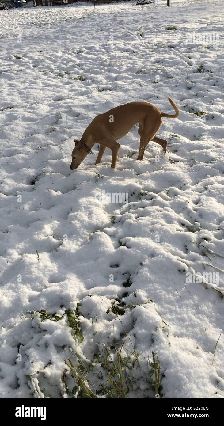 Lurched in the snow Stock Photo - Alamy