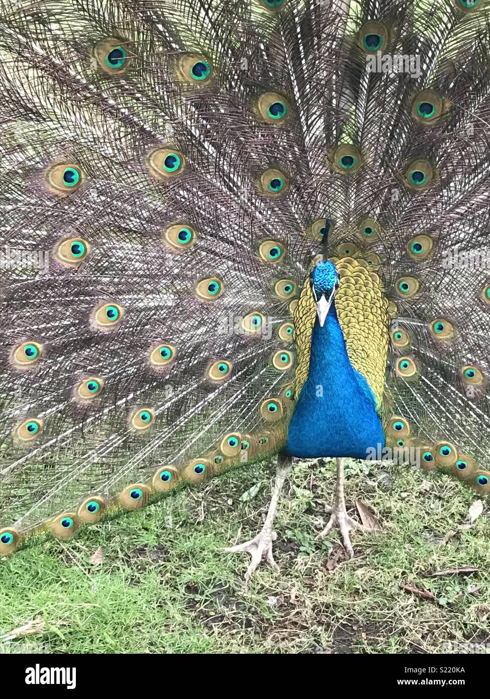 Peacock on parade Stock Photo - Alamy