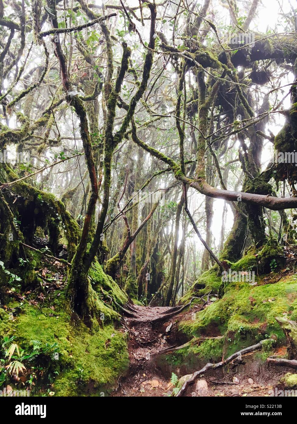 Moss forest cameron highlands malaysia hi-res stock photography and ...
