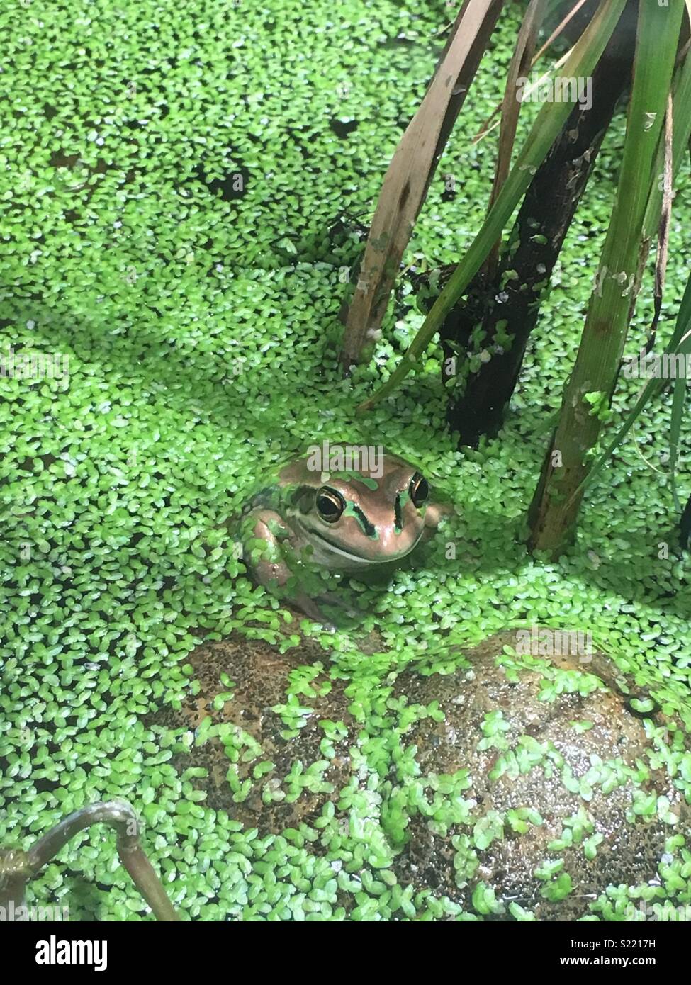 Happy frog hi-res stock photography and images - Alamy