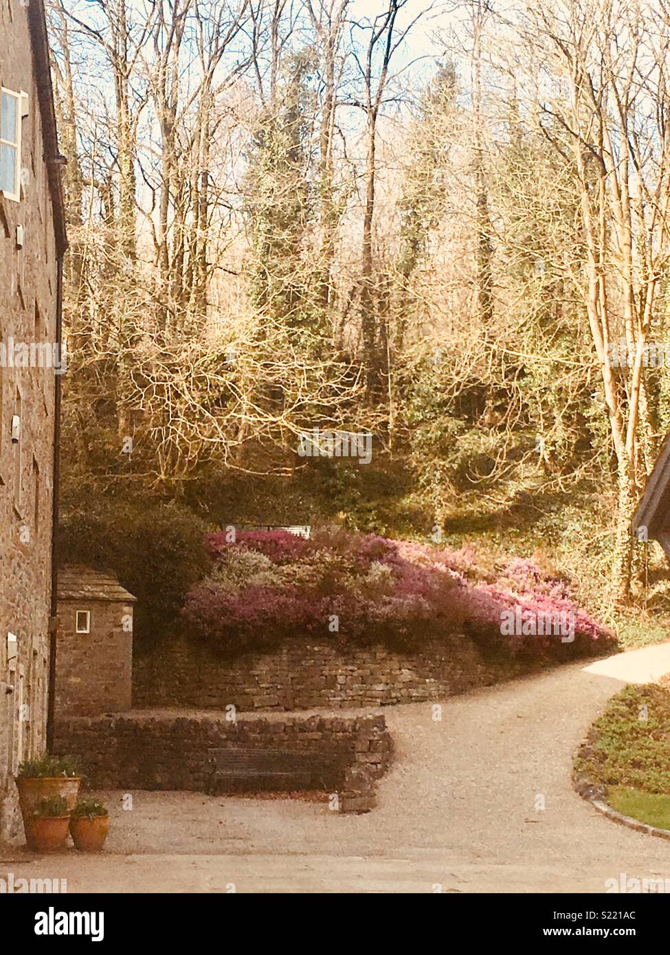 Forest in bloom Stock Photo - Alamy