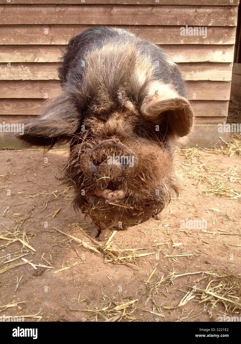 Kiss pig hi-res stock photography and images - Alamy