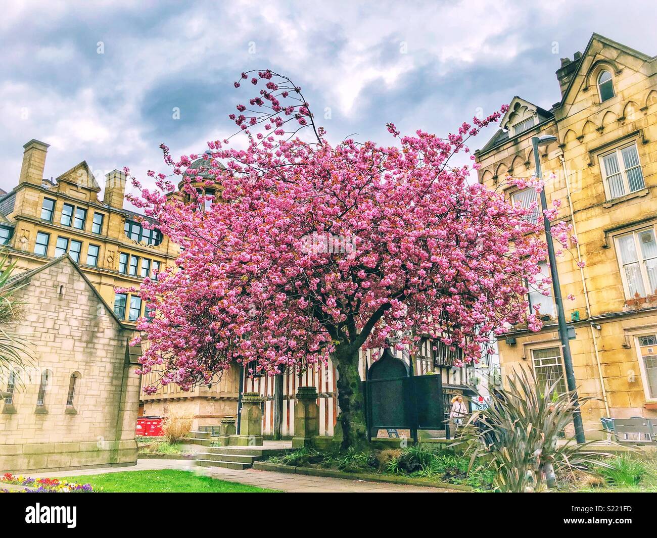 Blossom in Cathedral Gardens, Manchester Stock Photo - Alamy