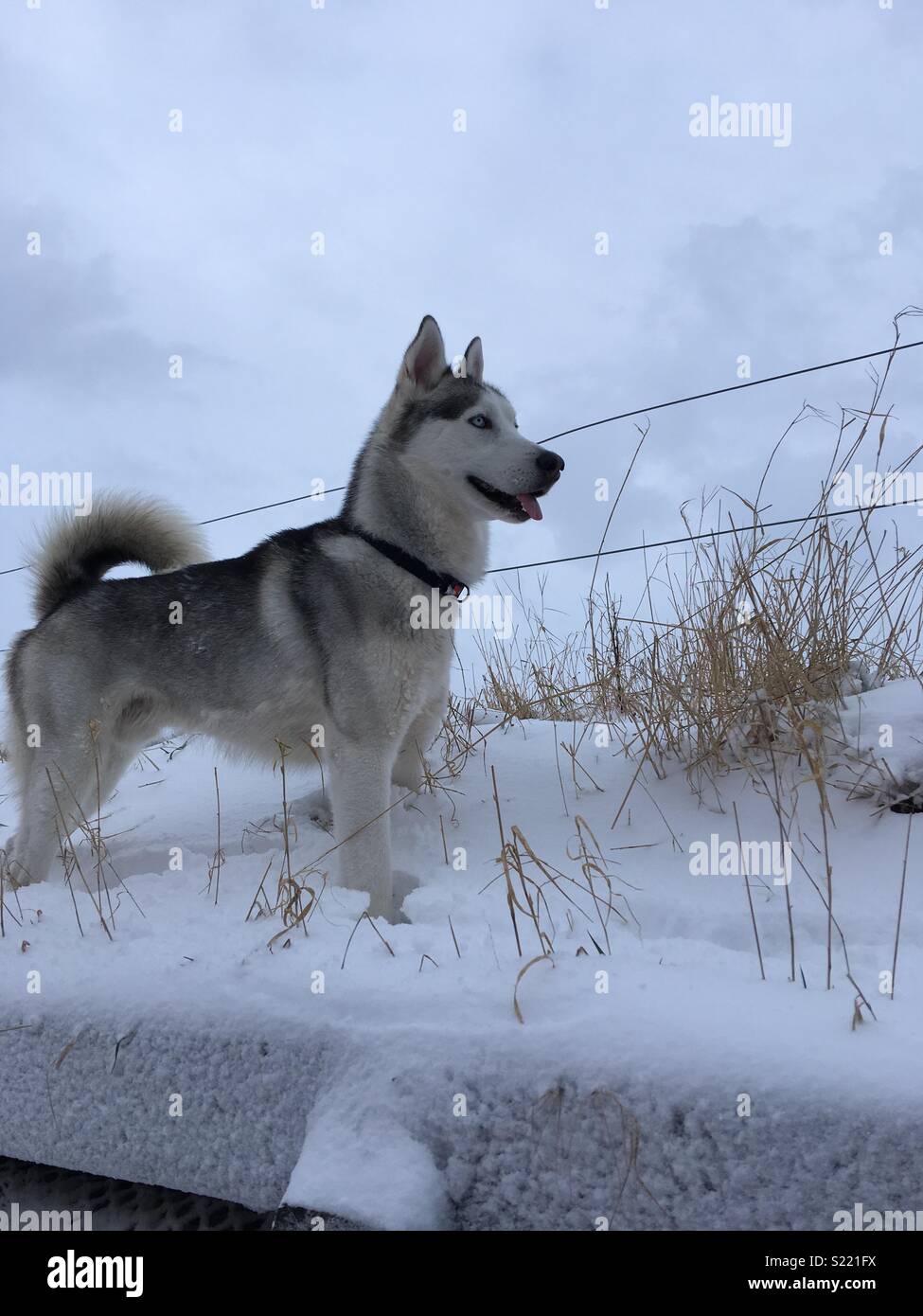 Snowdog hi-res stock photography and images - Alamy