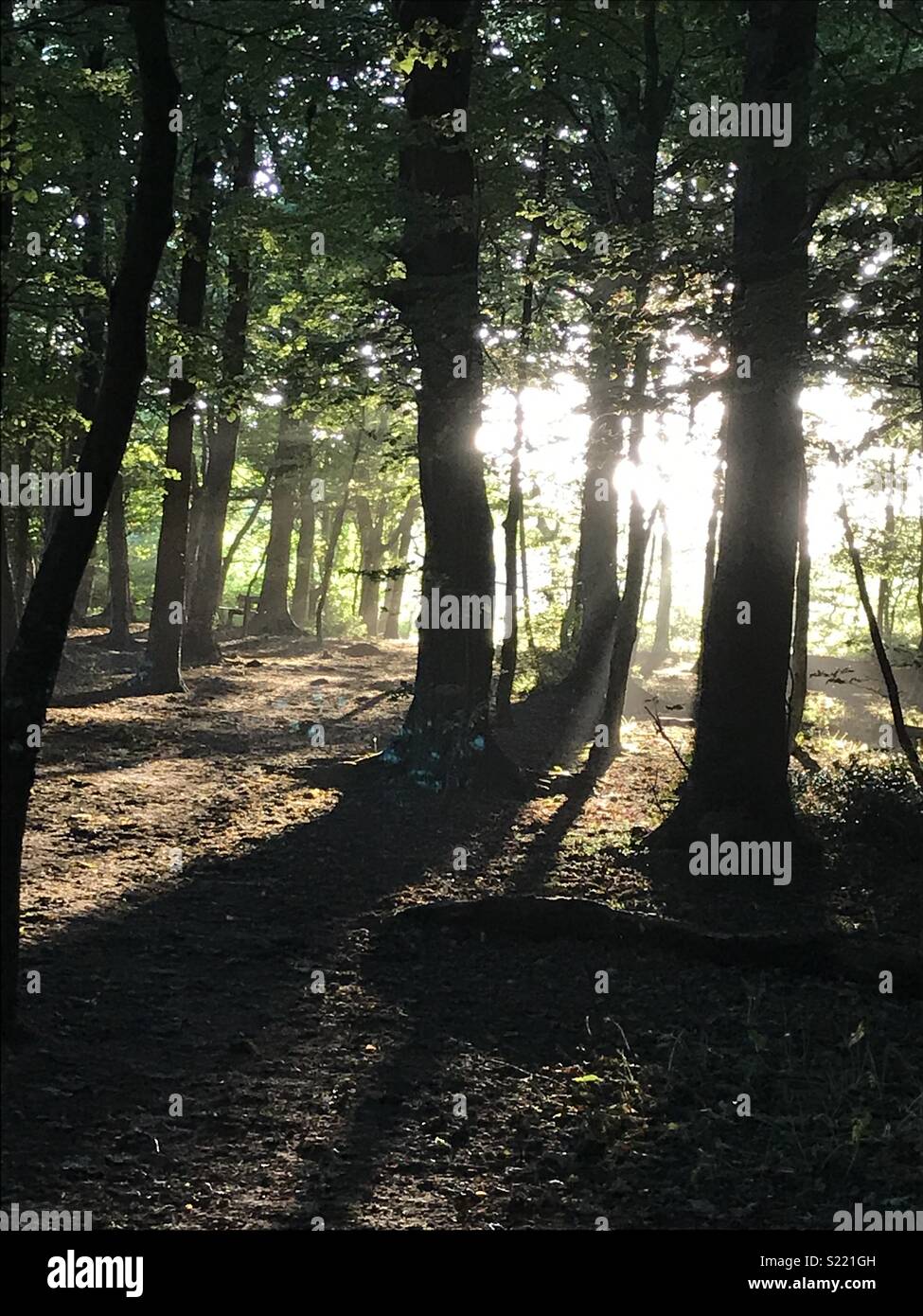 Sunlight through the woods hi-res stock photography and images - Alamy