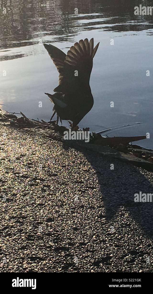 Bird catching bread Stock Photo - Alamy