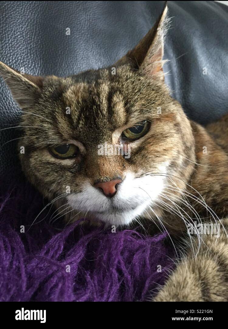 Old lady cat hi-res stock photography and images - Alamy