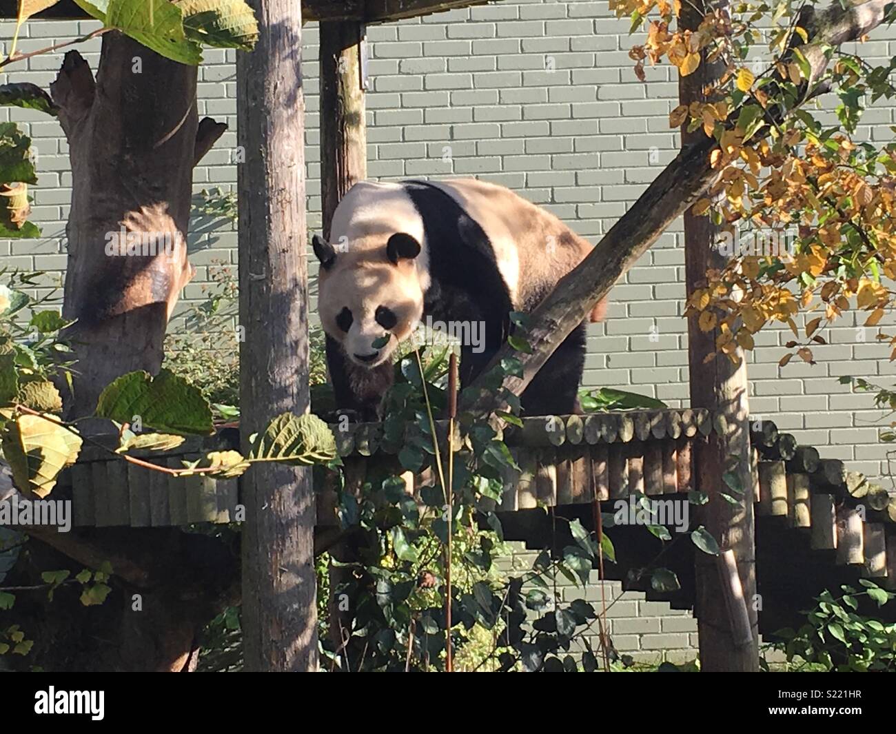 Panda edinburgh zoo High Resolution Stock Photography and Images - Alamy