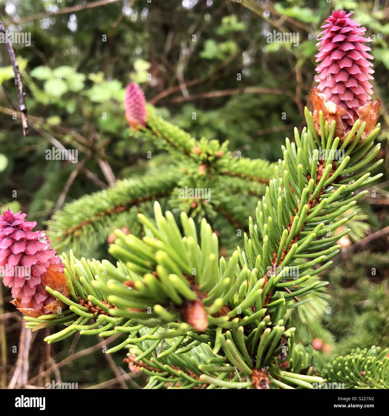 Baby pine cones Stock Photo - Alamy