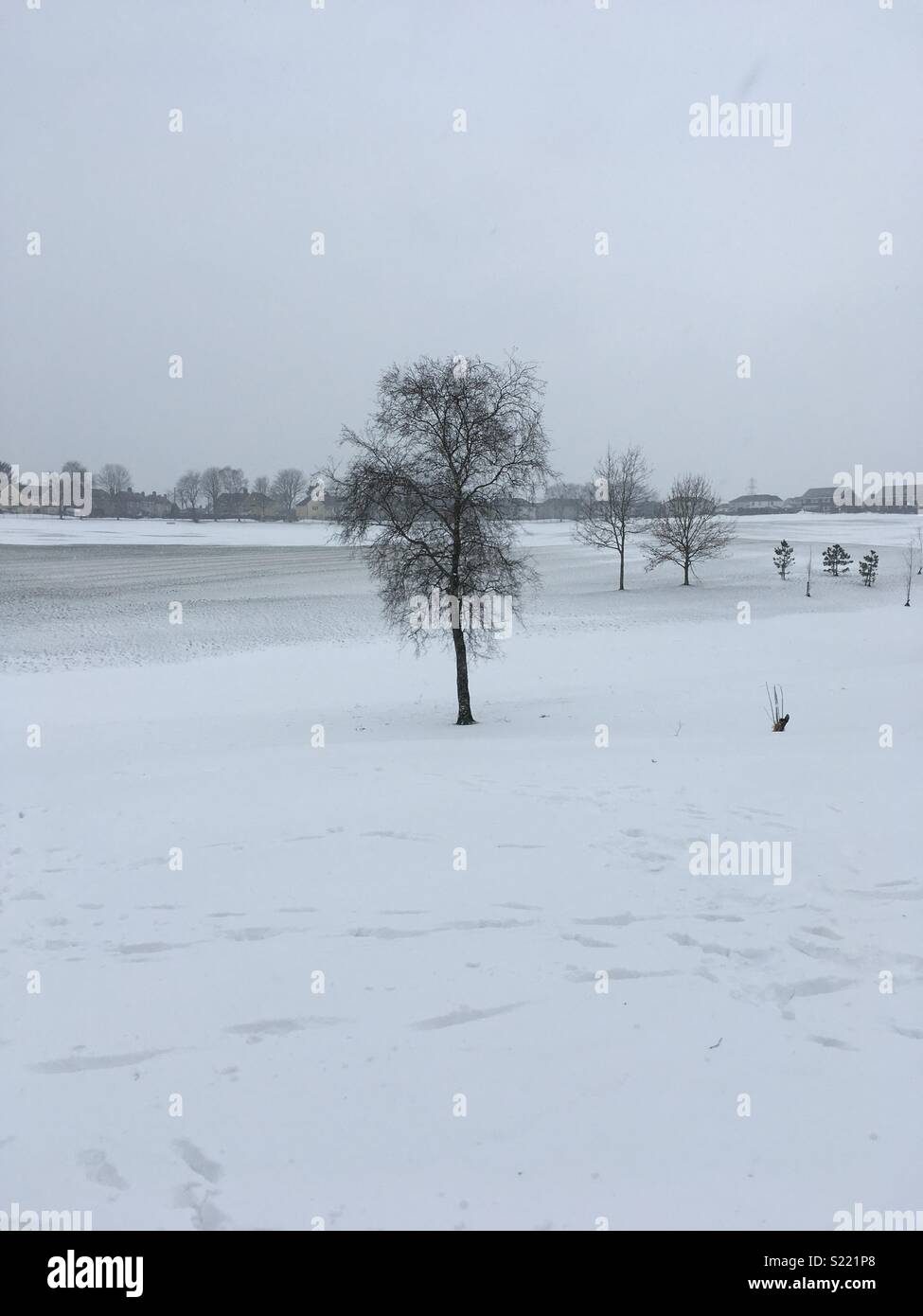 Tree in a Snowy Field Stock Photo - Alamy