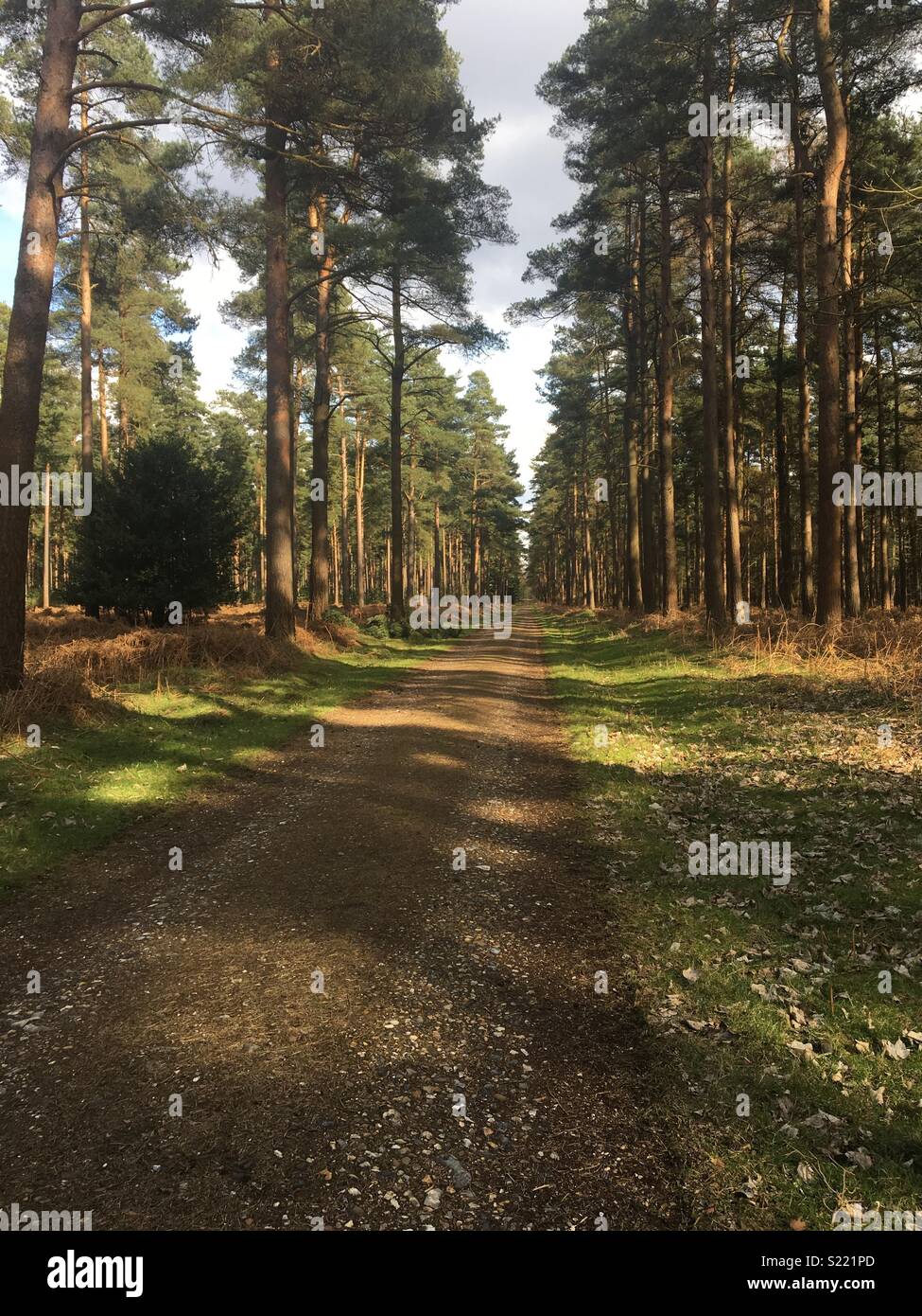 Woodlands forest hi-res stock photography and images - Alamy