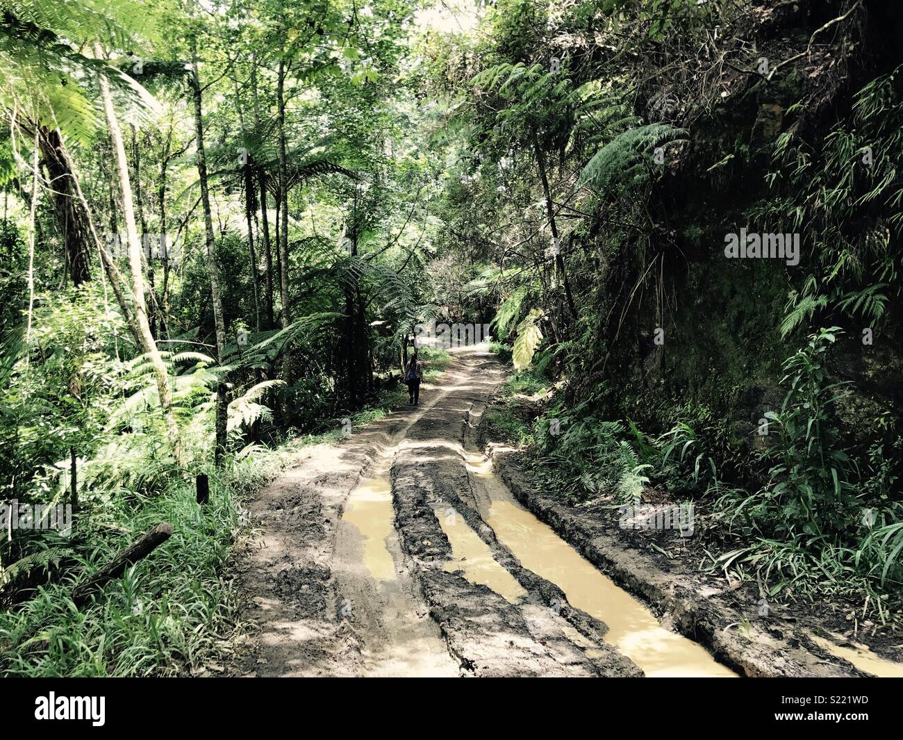 Jungle trek hi-res stock photography and images - Alamy