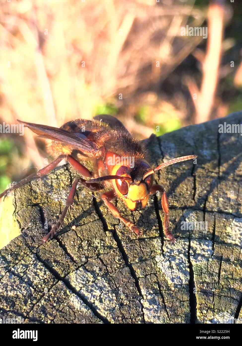 Hornets swarm hi-res stock photography and images - Alamy
