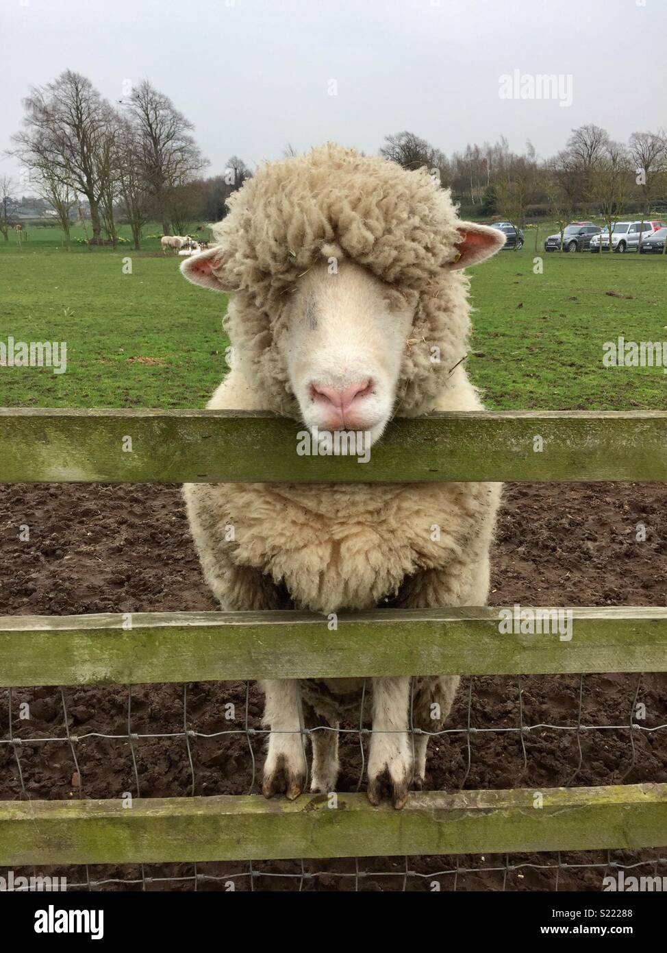 Sheep at White Post Farm Stock Photo - Alamy