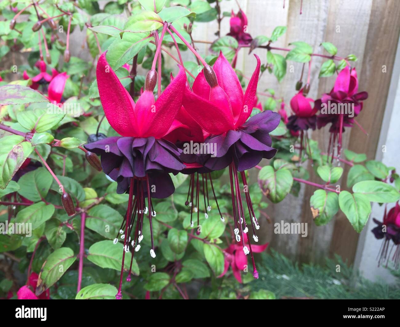 Garden fuchsias hi-res stock photography and images - Alamy