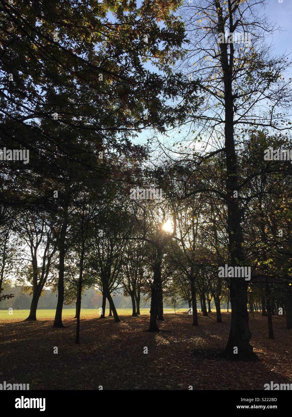 Dappled sunlight in trees hi-res stock photography and images - Alamy