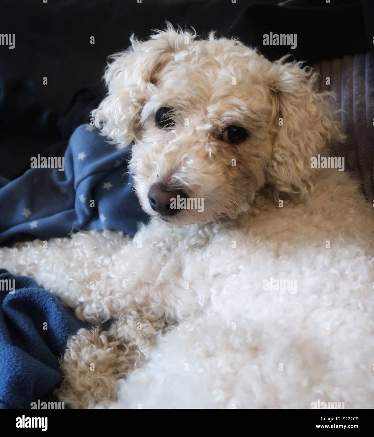 Our dog “Chase” Stock Photo - Alamy