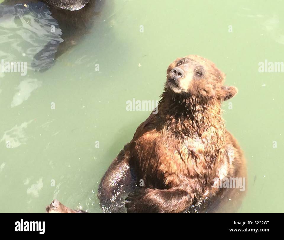 Relaxed sunbathing bear Stock Photo - Alamy