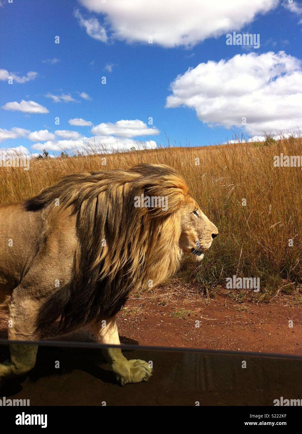 Car the lion king hi-res stock photography and images - Alamy