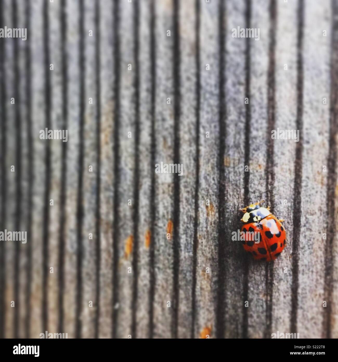 Ladybird on wall hi-res stock photography and images - Alamy