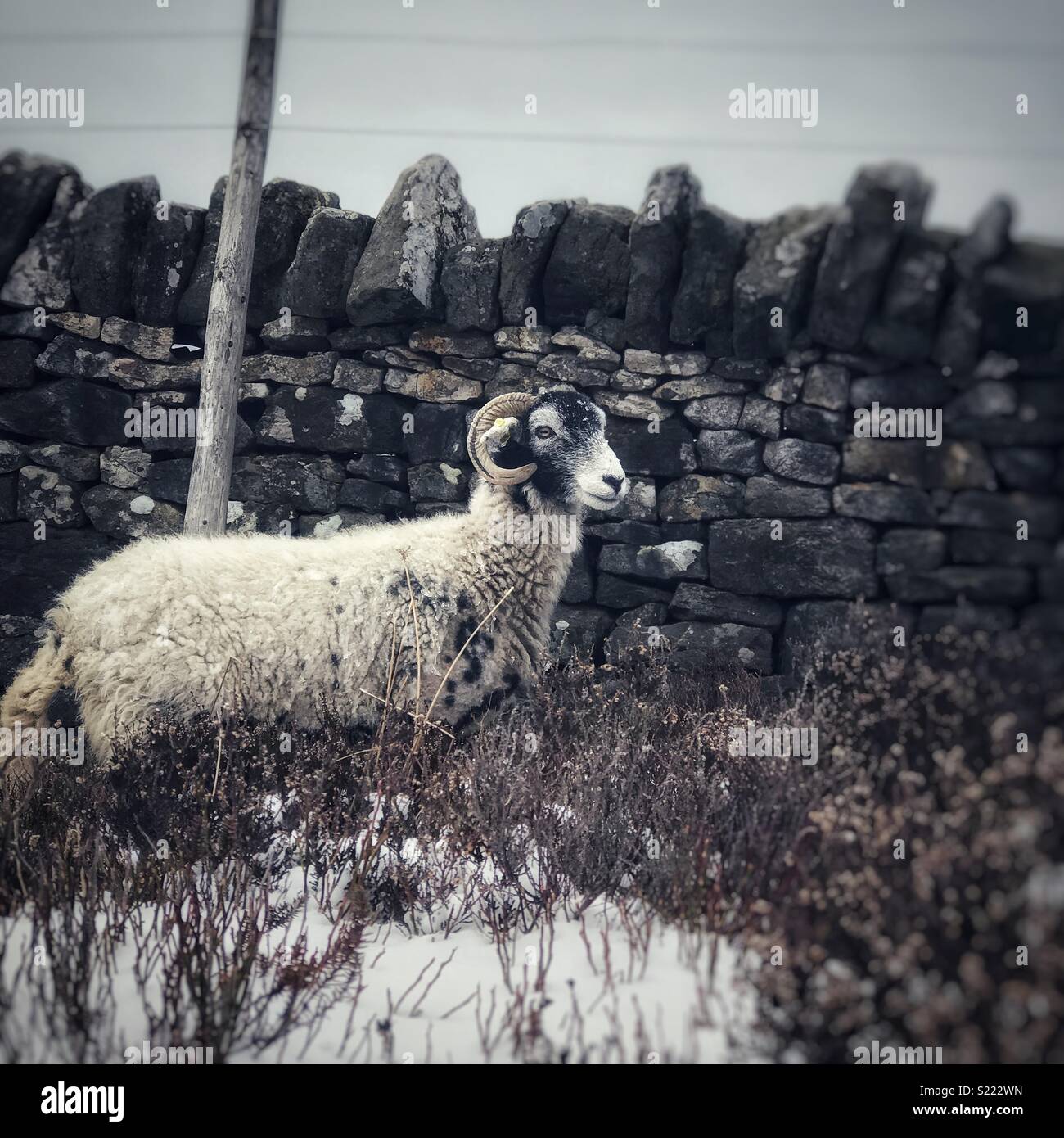 Sheep in the winter hi-res stock photography and images - Alamy