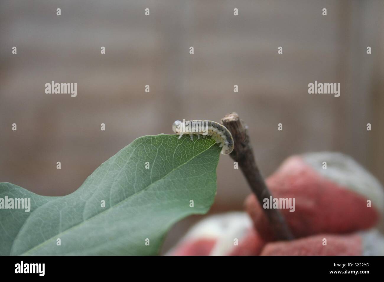 Small caterpillar hi-res stock photography and images - Alamy