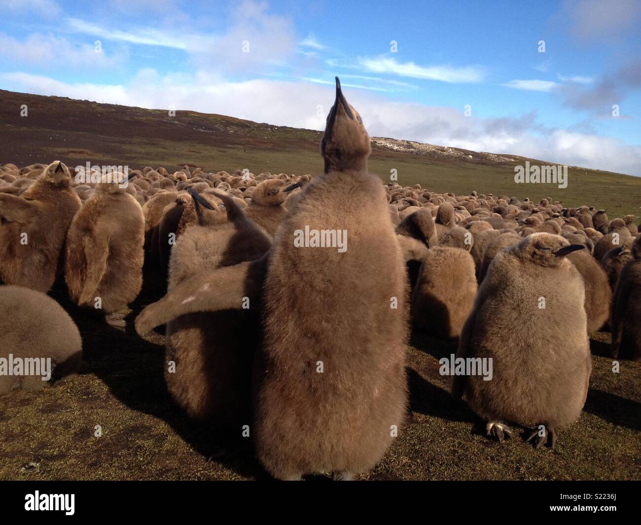 Falklands animals hi-res stock photography and images - Alamy