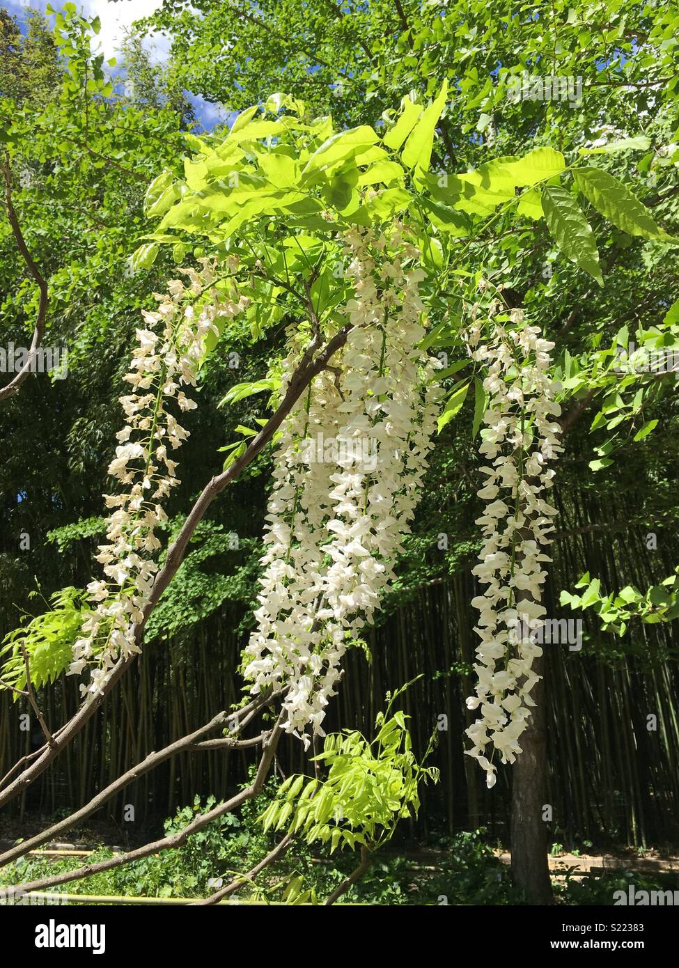 White trailing flowers bright foliage hi-res stock photography and ...