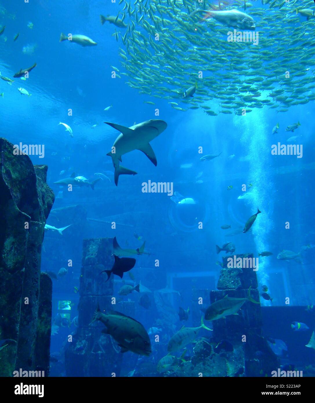 Aquarium shark hi-res stock photography and images - Alamy