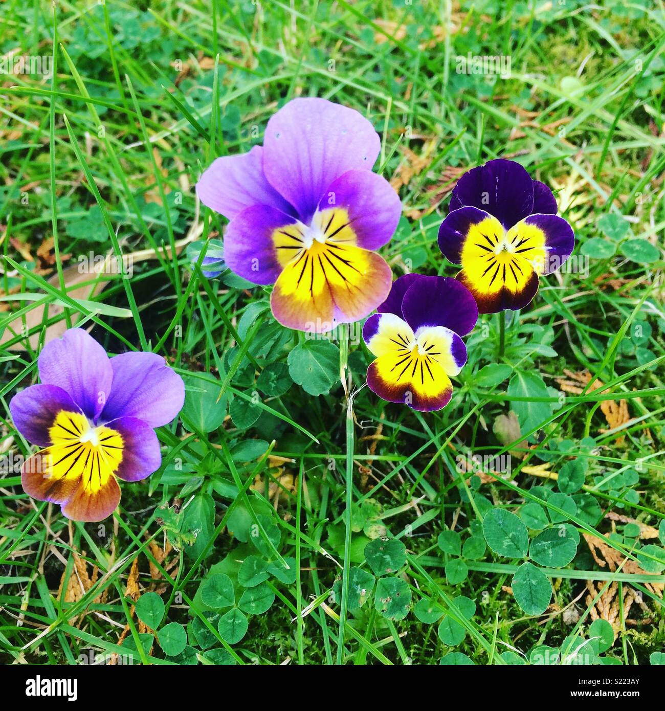 Spring scotland flowers High Resolution Stock Photography and Images ...