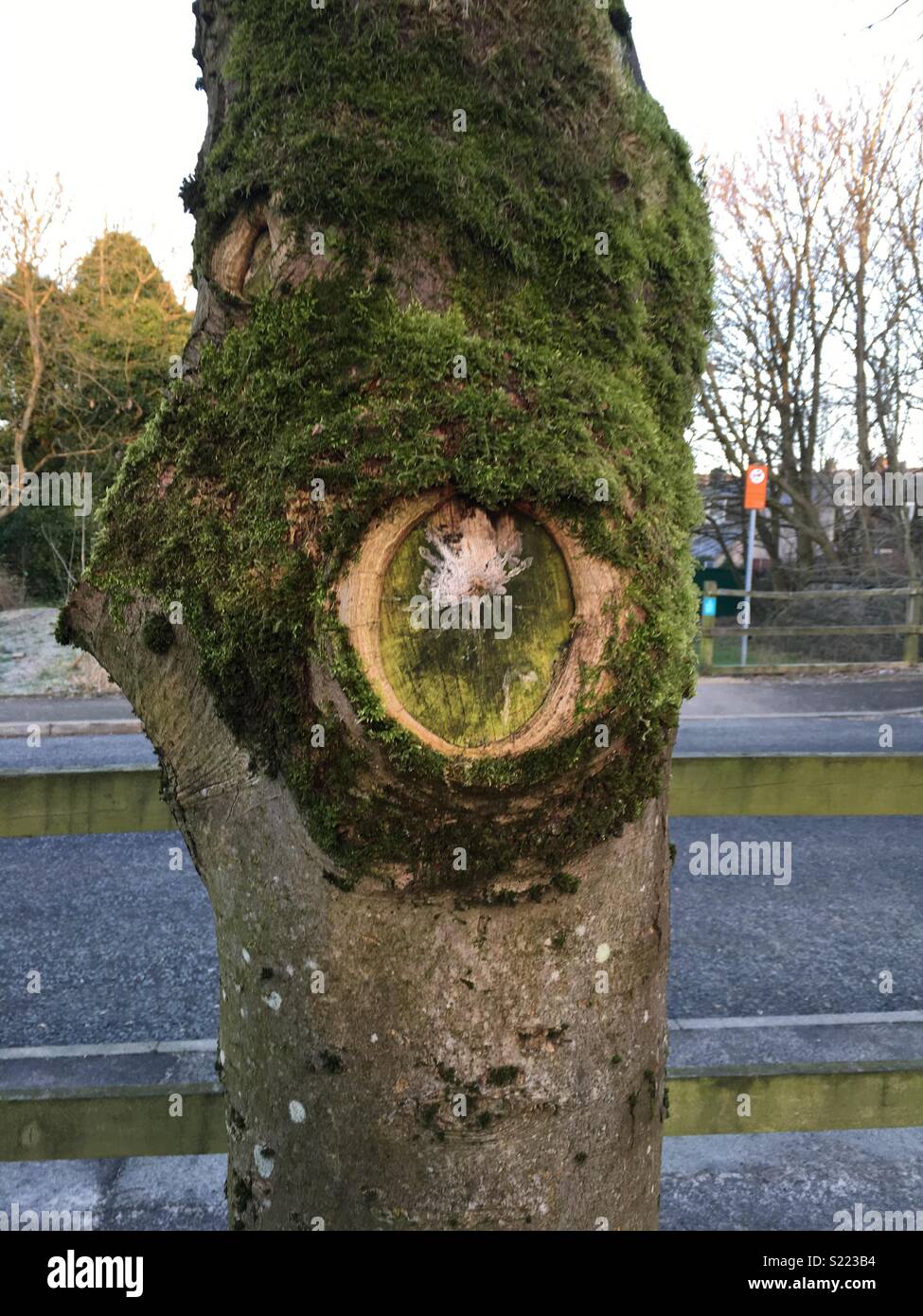 Tree eye hi-res stock photography and images - Alamy