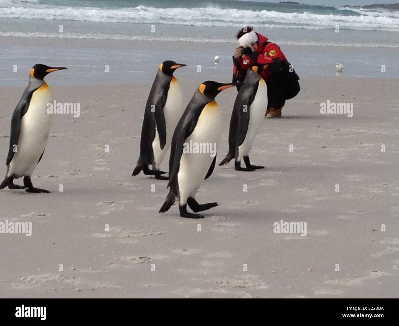 Penguins marching hi-res stock photography and images - Alamy