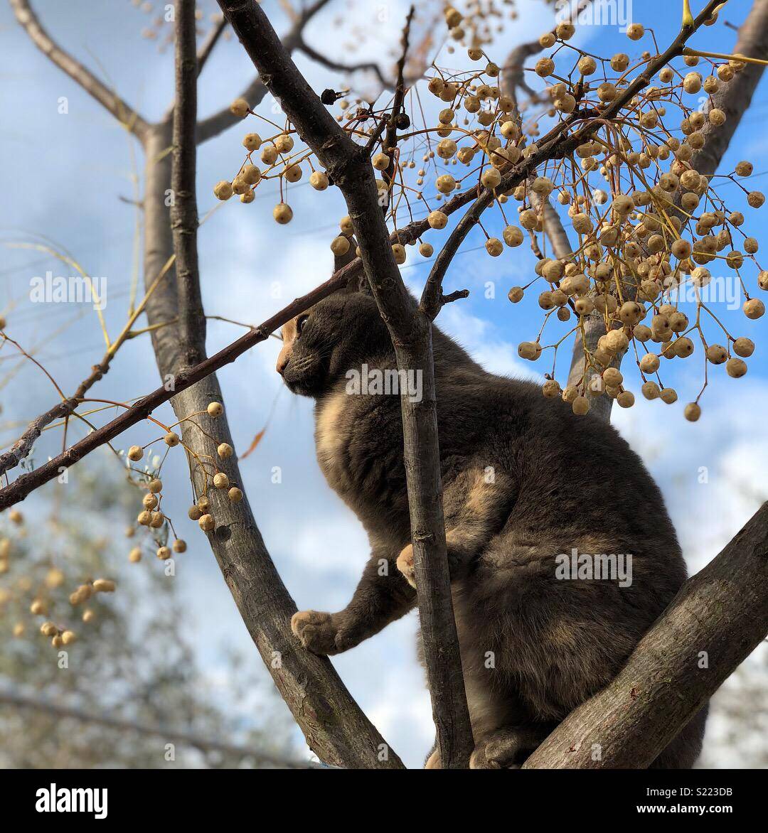 Escaping from dogs hi-res stock photography and images - Alamy