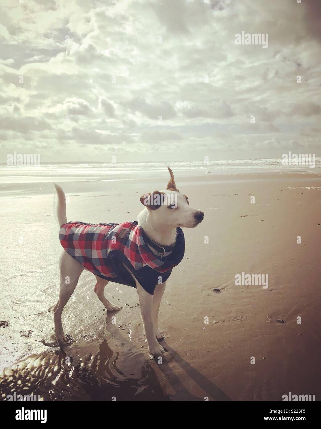 Maisy the Jack Russell enjoying the wind through her ears on a Welsh ...