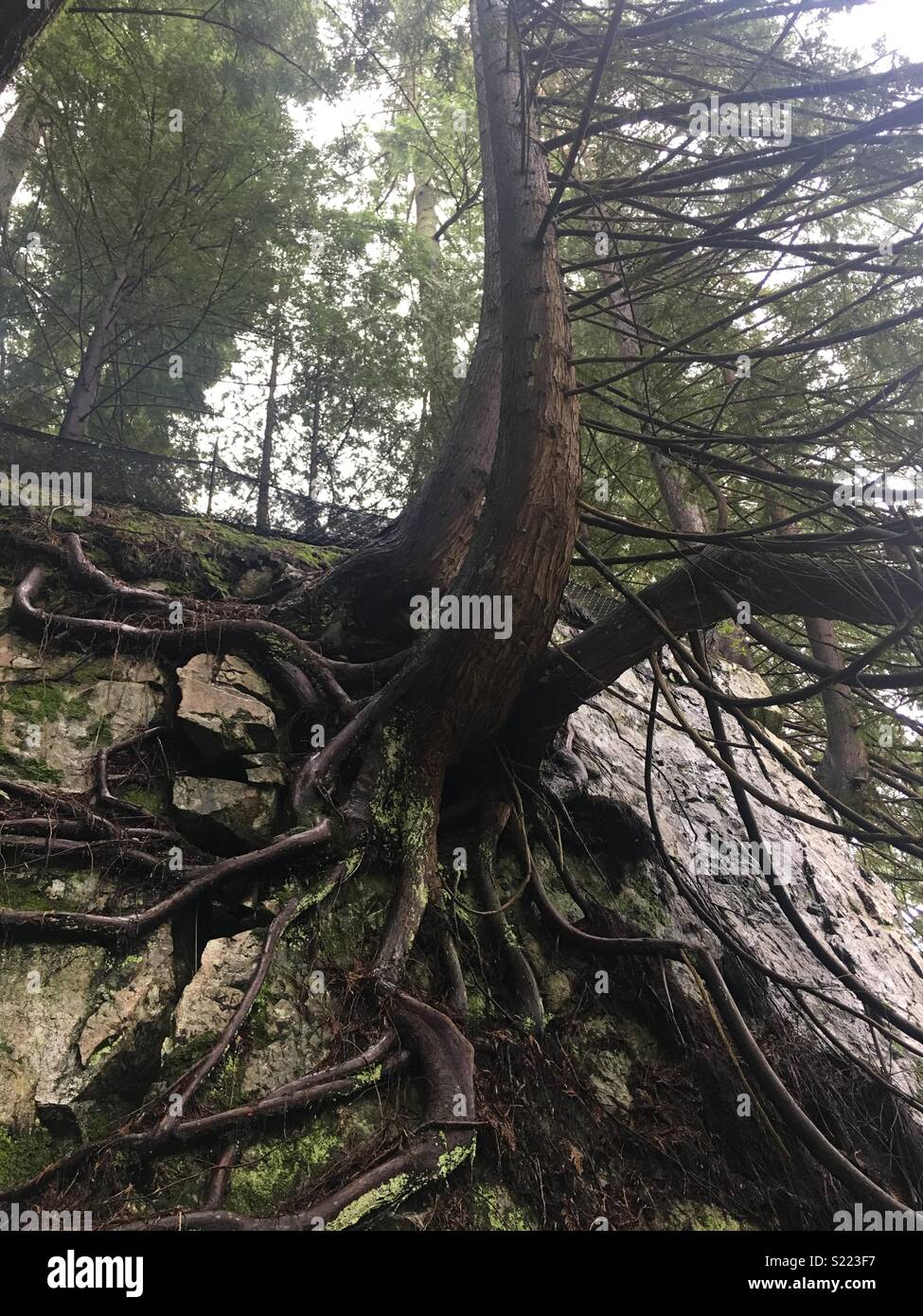 How can it grow there Stock Photo - Alamy